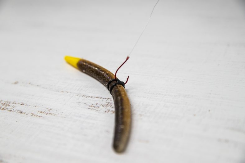 Wacky Rig Fishing Guide for Beginner Fishermen - FishRook