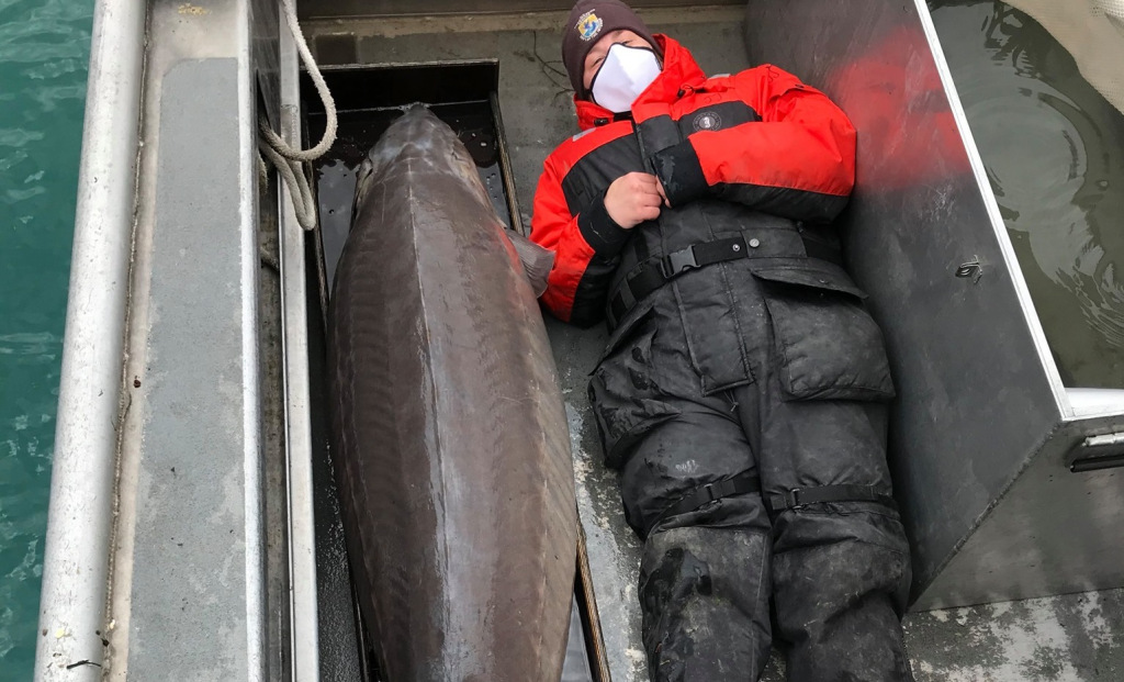 A 240-Pound Lake Sturgeon Caught Near Detroit Called ‘Real-Life River ...