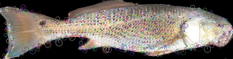 Snap your Catch for New VIMS Fishing App - FishRook