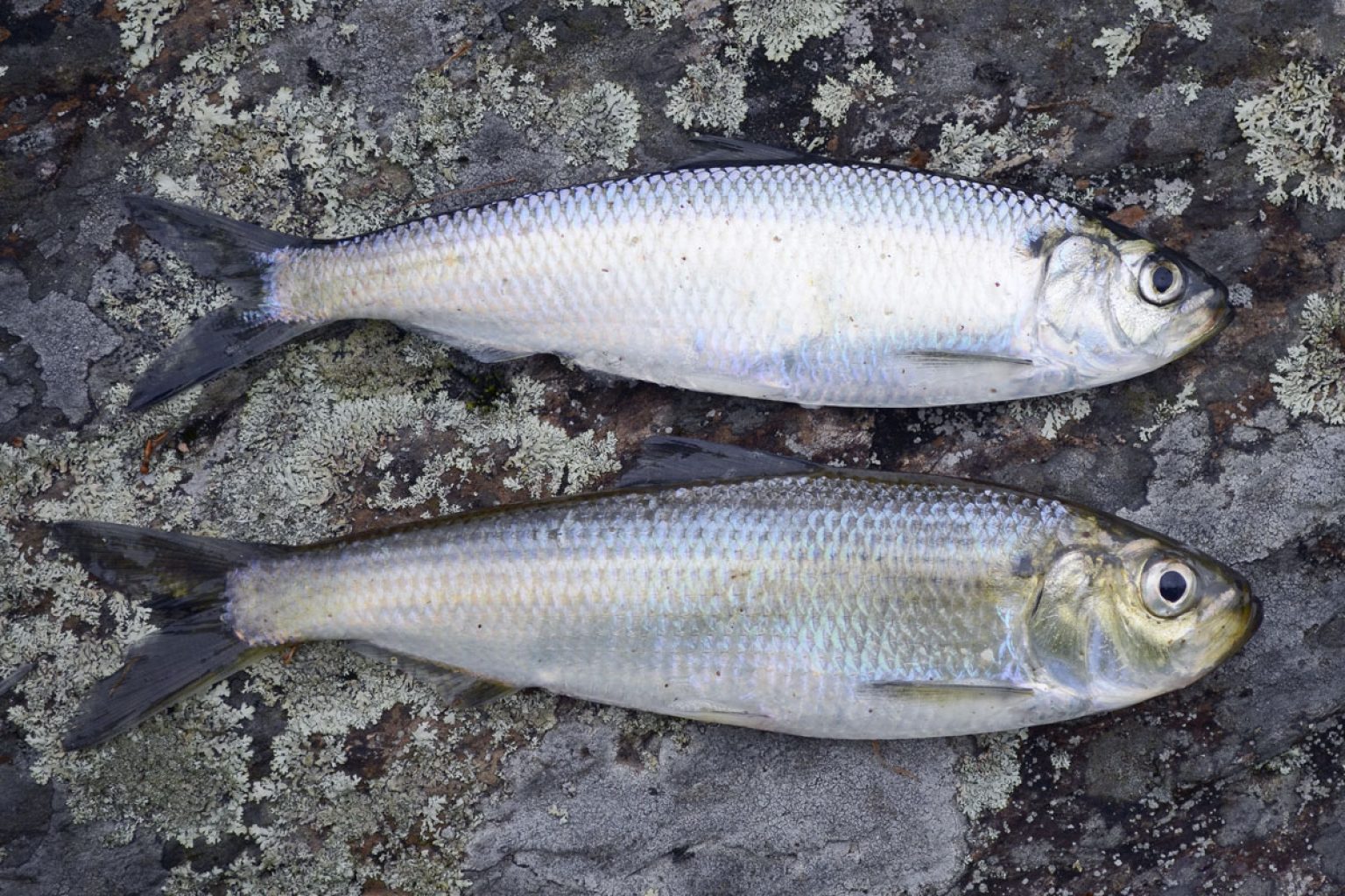 Blueback Herring Info, Habitat, Fishing Tips & More! - FishRook