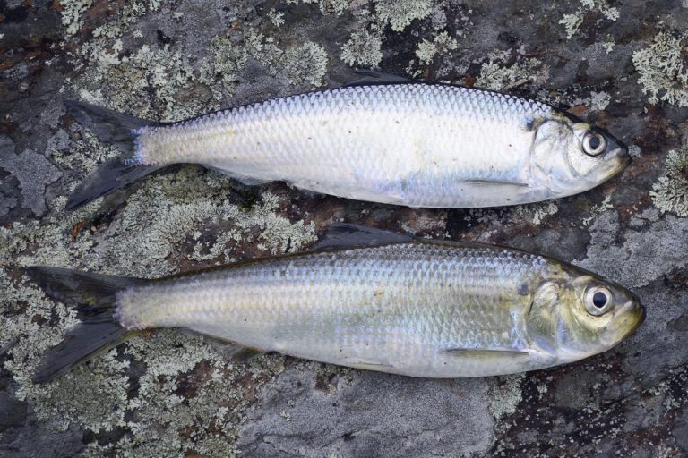 Blueback Herring Info, Habitat, Fishing Tips & More! - FishRook
