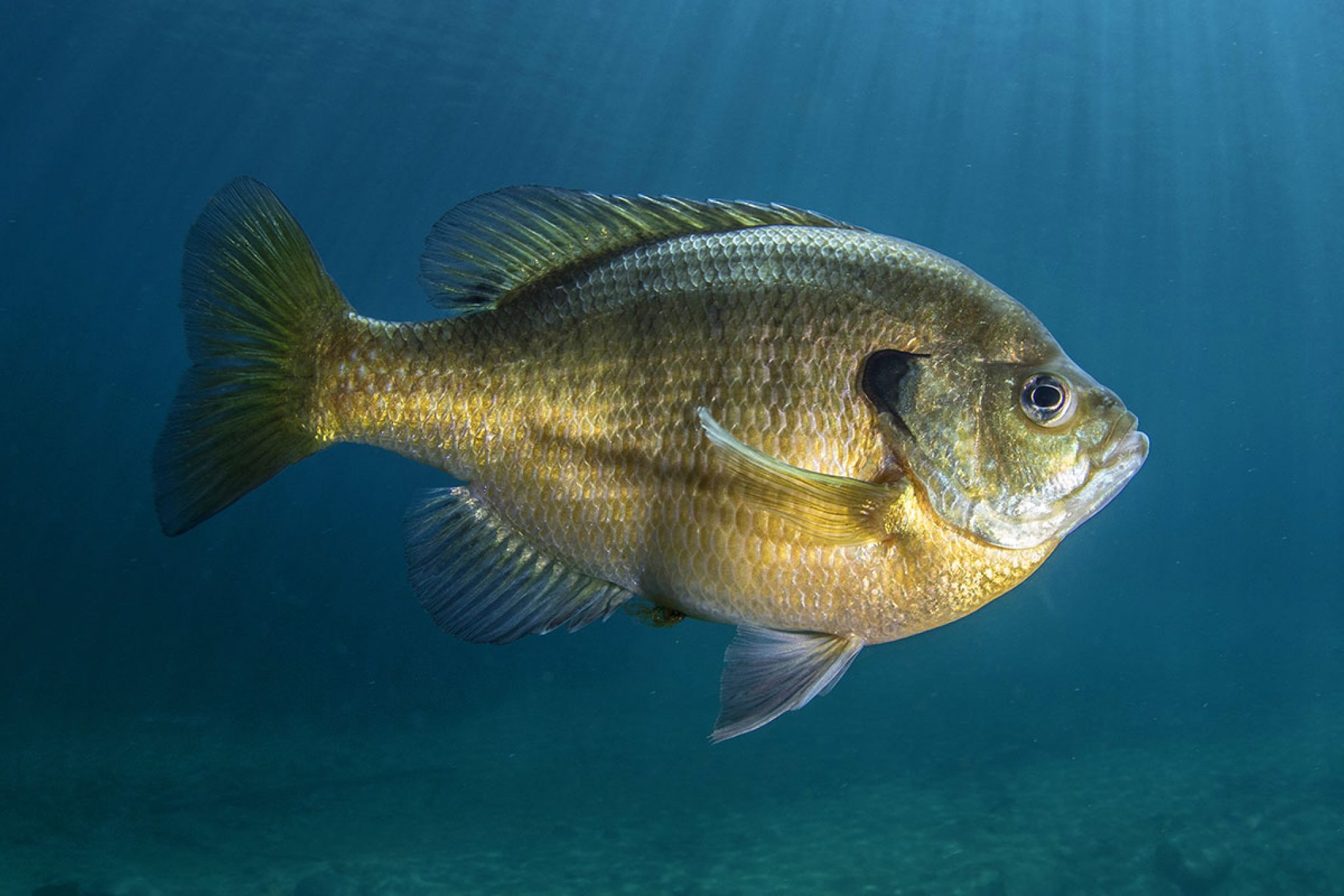 Bluegill Fish Info, Habitat, Fishing Tips & More! - FishRook