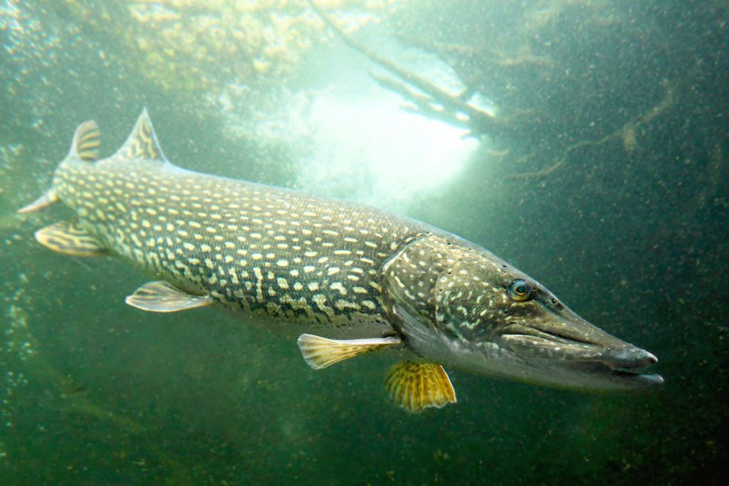 Muskellunge Fish Info, Habitat, Fishing Tips & More! - FishRook