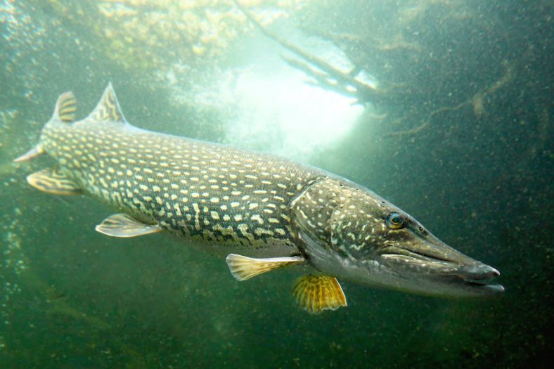 Muskellunge Fish Info, Habitat, Fishing Tips & More! - FishRook