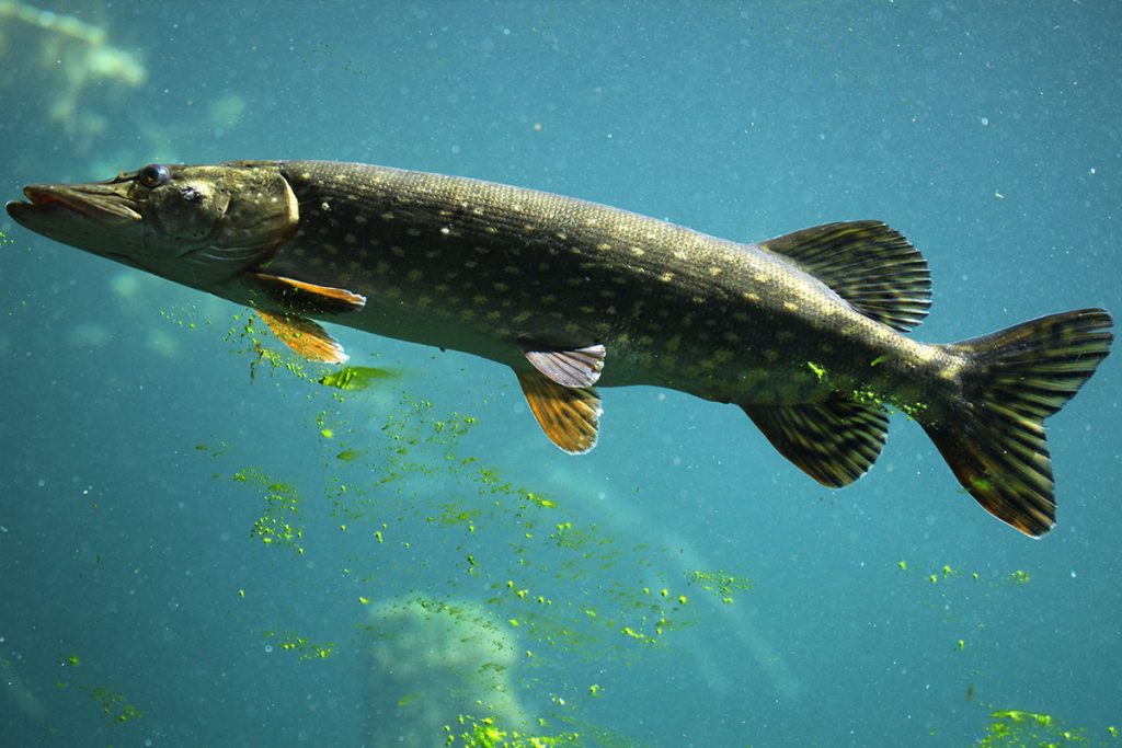 Northern Pike Fish Info, Habitat, Fishing Tips & More! - FishRook
