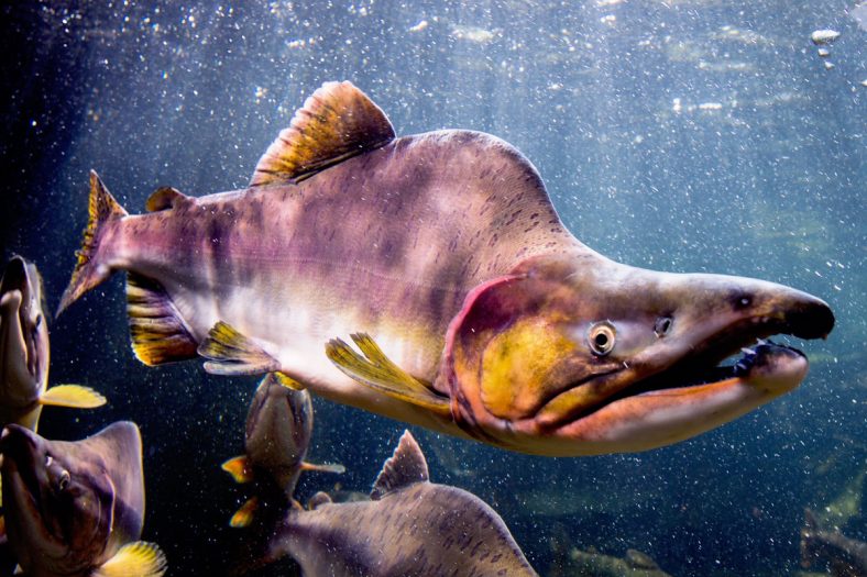 Pink Salmon Info, Habitat, Fishing Tips & More! - FishRook