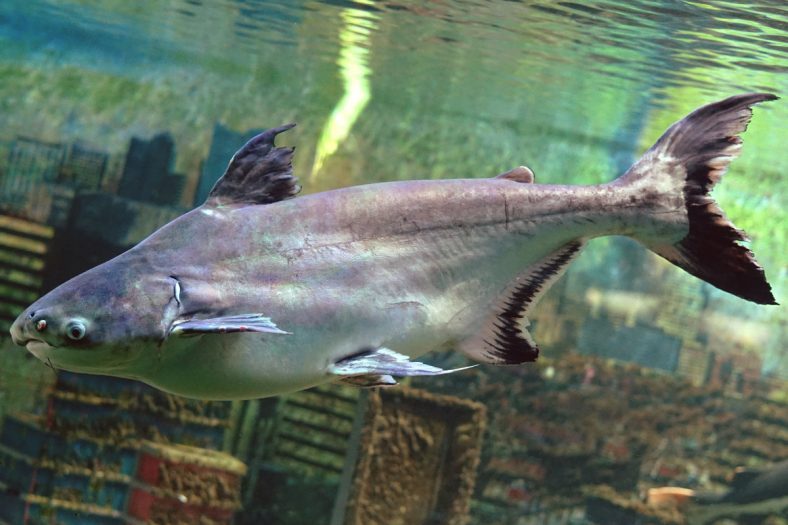 Blue Catfish Info, Habitat, Fishing Tips & More! - FishRook