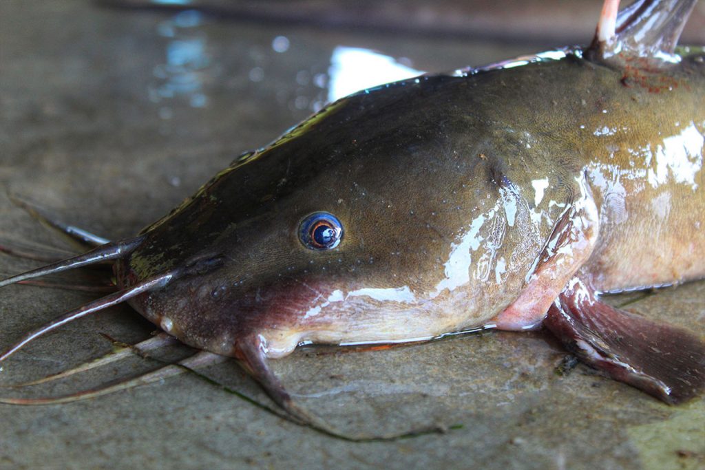 Flathead Catfish Info, Habitat, Fishing Tips & More! - FishRook