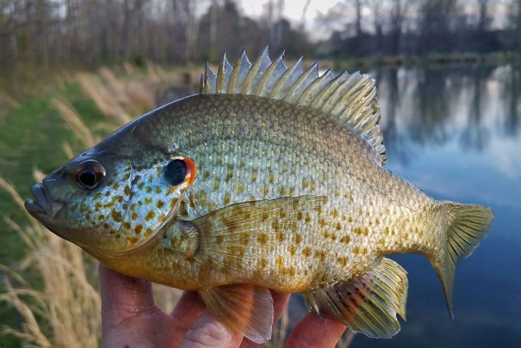 Redear Sunfish Info, Habitat, Fishing Tips & More! - FishRook