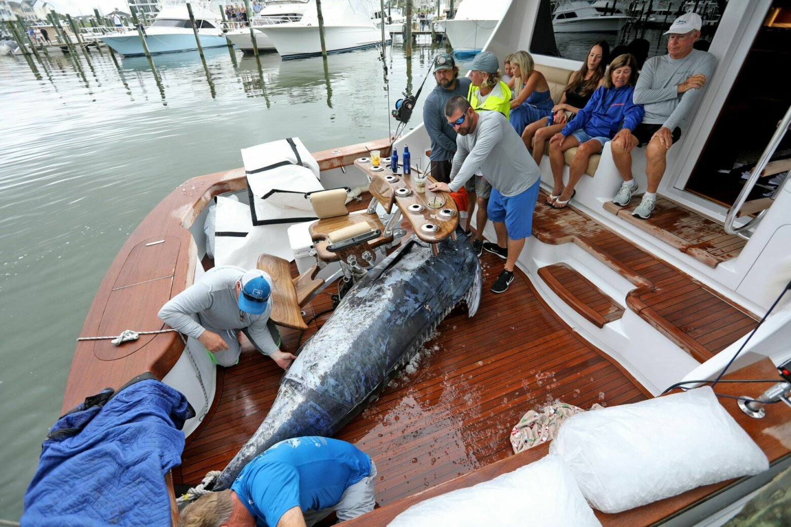 Reel big: New Maryland record for biggest blue marlin catch - FishRook