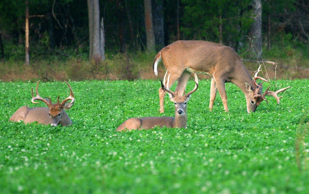 The Best Perennial Food Plots For Whitetail Deer - FishRook