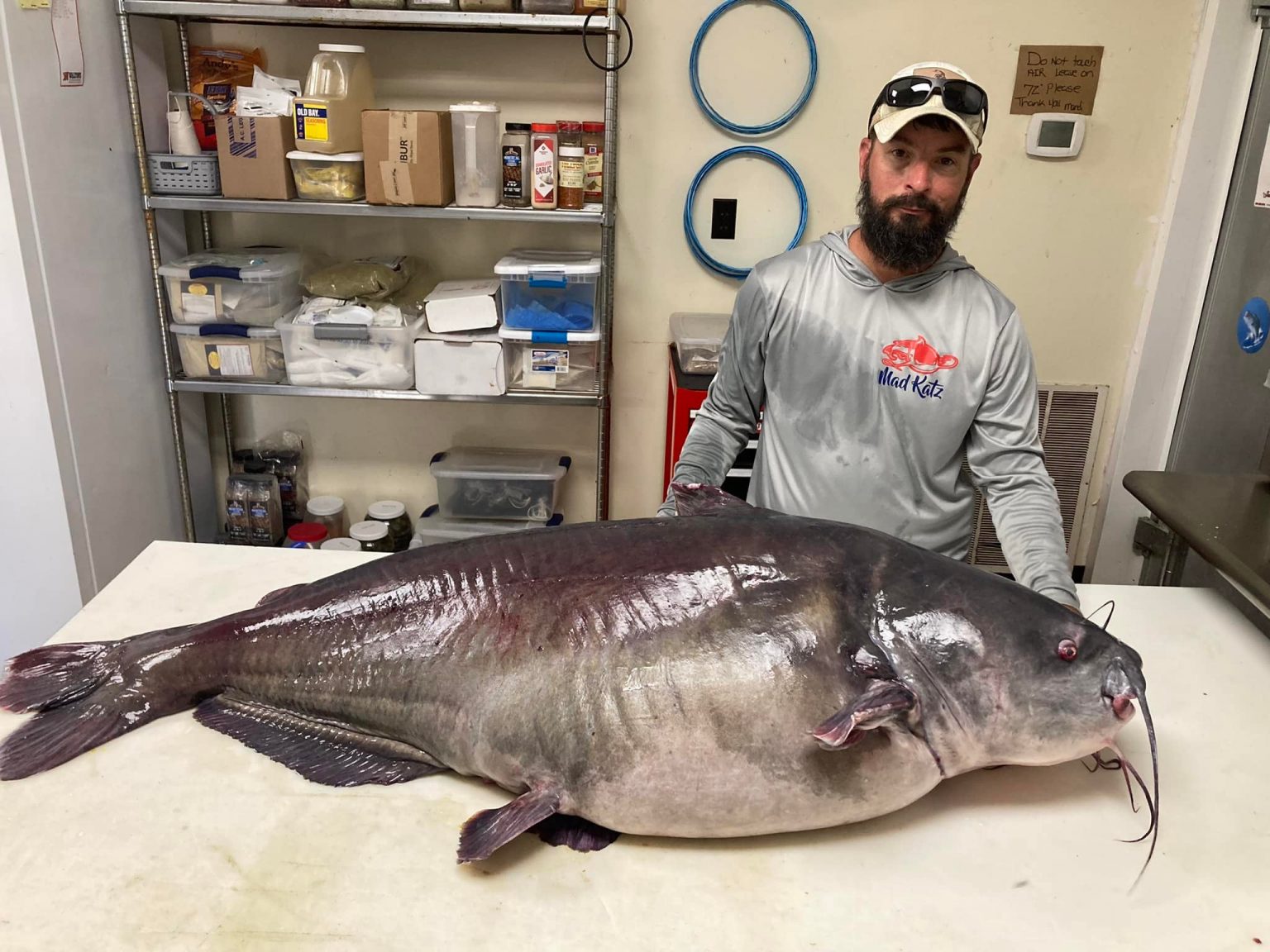 Pending State Record Blue Catfish Caught in Tennessee - FishRook