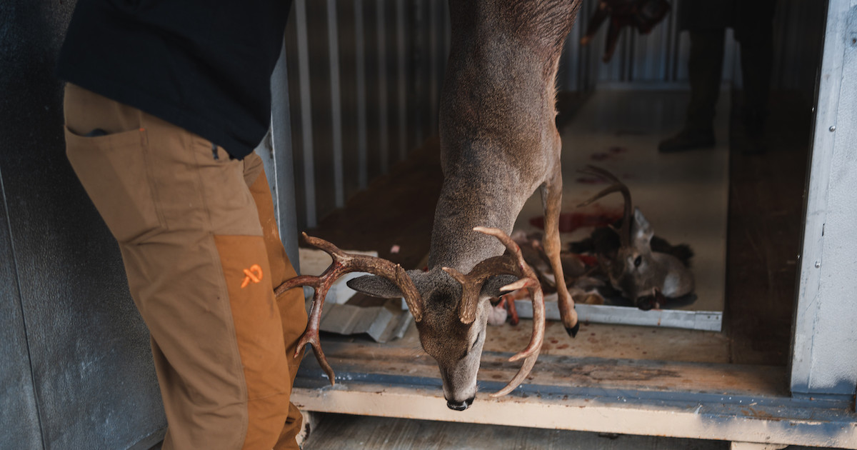 Do You Need to Bleed Deer? - FishRook