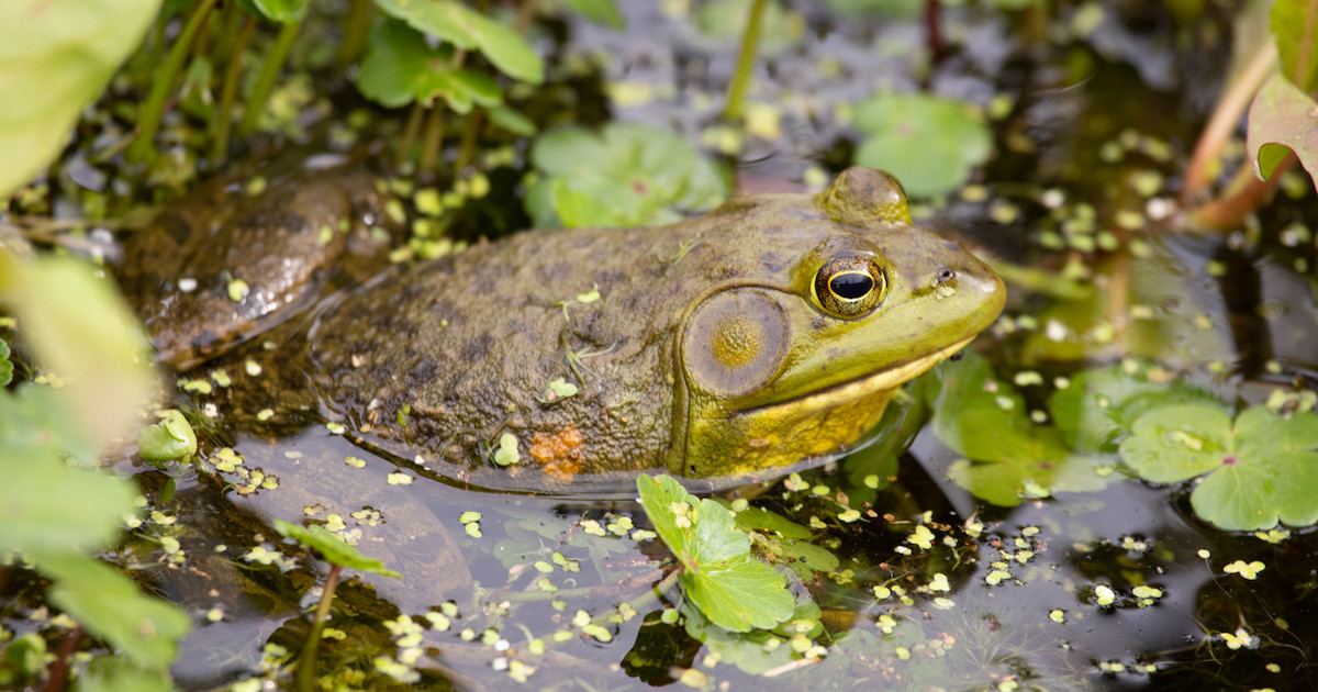 How to Gig for Frogs - FishRook