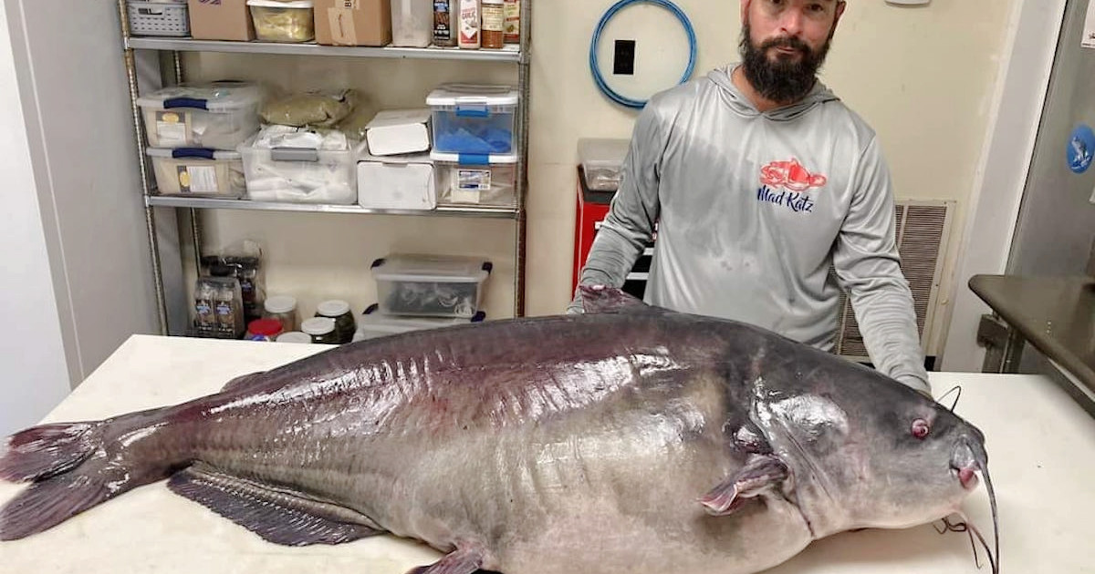 Photos: Tennessee Man Breaks Record with Enormous Blue Catfish - FishRook