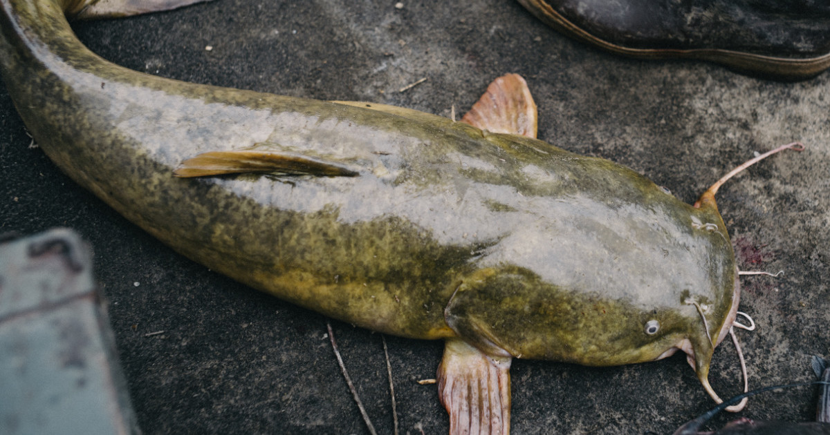 The Beginner's Guide to Catfish Noodling - FishRook