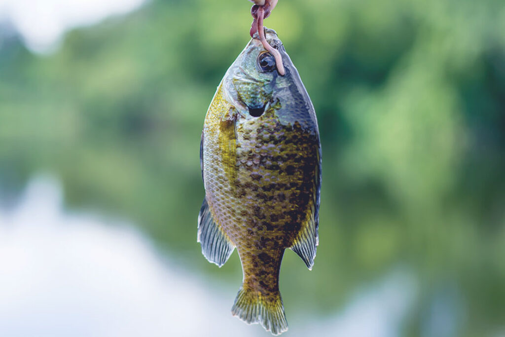 Bluegill vs Sunfish: How to Tell the Difference and What to Look For ...