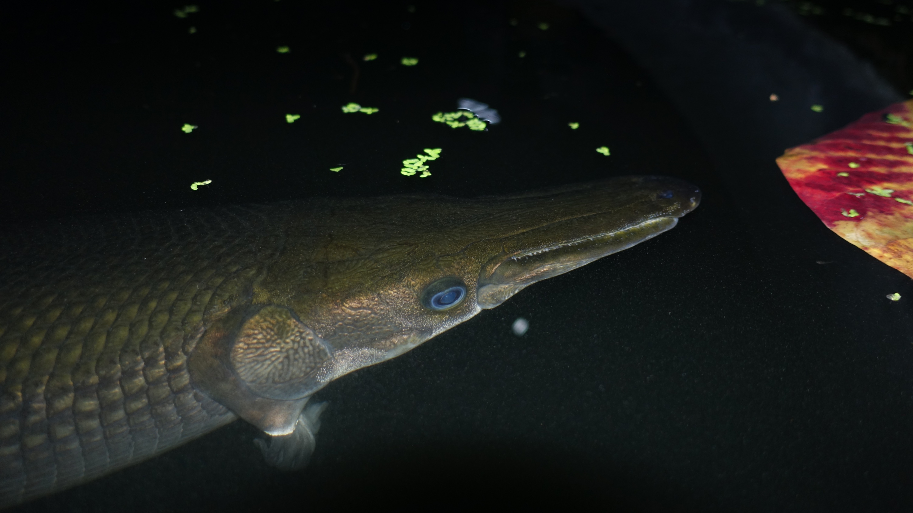 Angler Lands Pending World Record Alligator Gar In Texas - FishRook