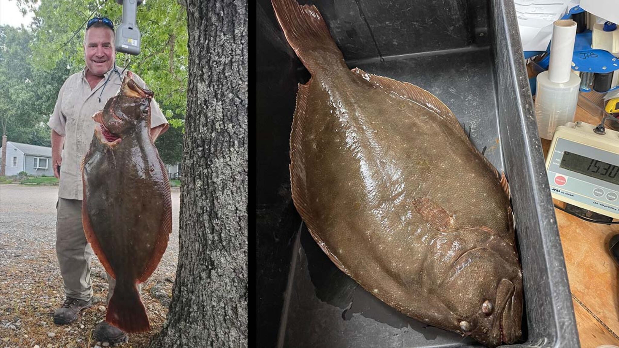 Angler Boats Record Flounder in Connecticut - FishRook