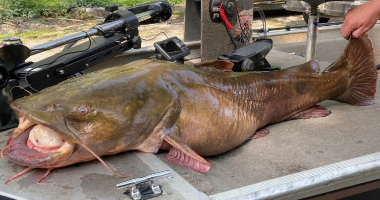 Angler's 66-pound flathead catfish breaks Pennsylvania fishing record ...