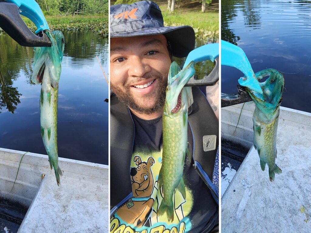 Fisherman Catches Rare Blue-Mouth Pickerel - FishRook
