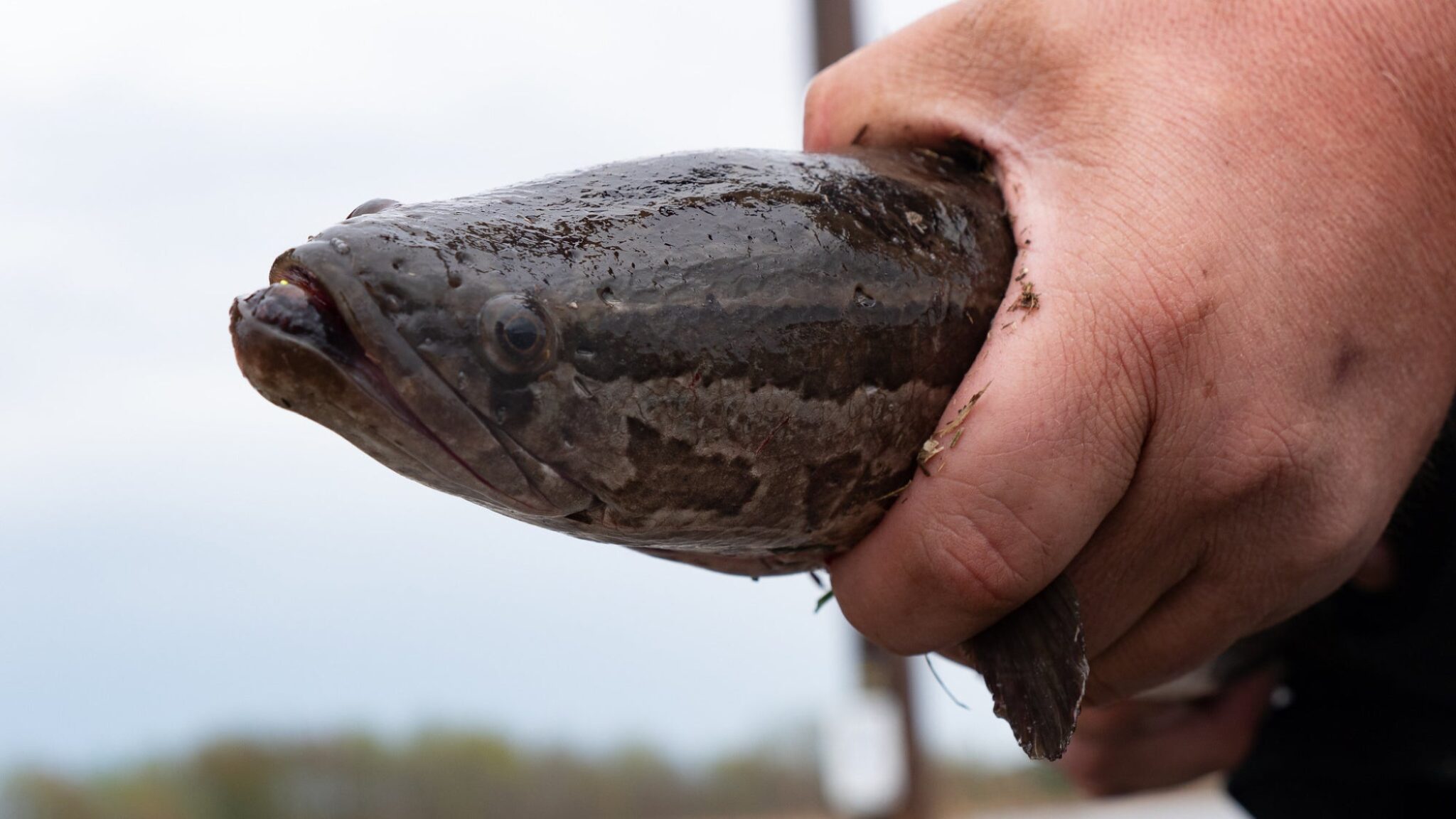 Invasive Northern Snakeheads Are Spreading in the Midwest - FishRook