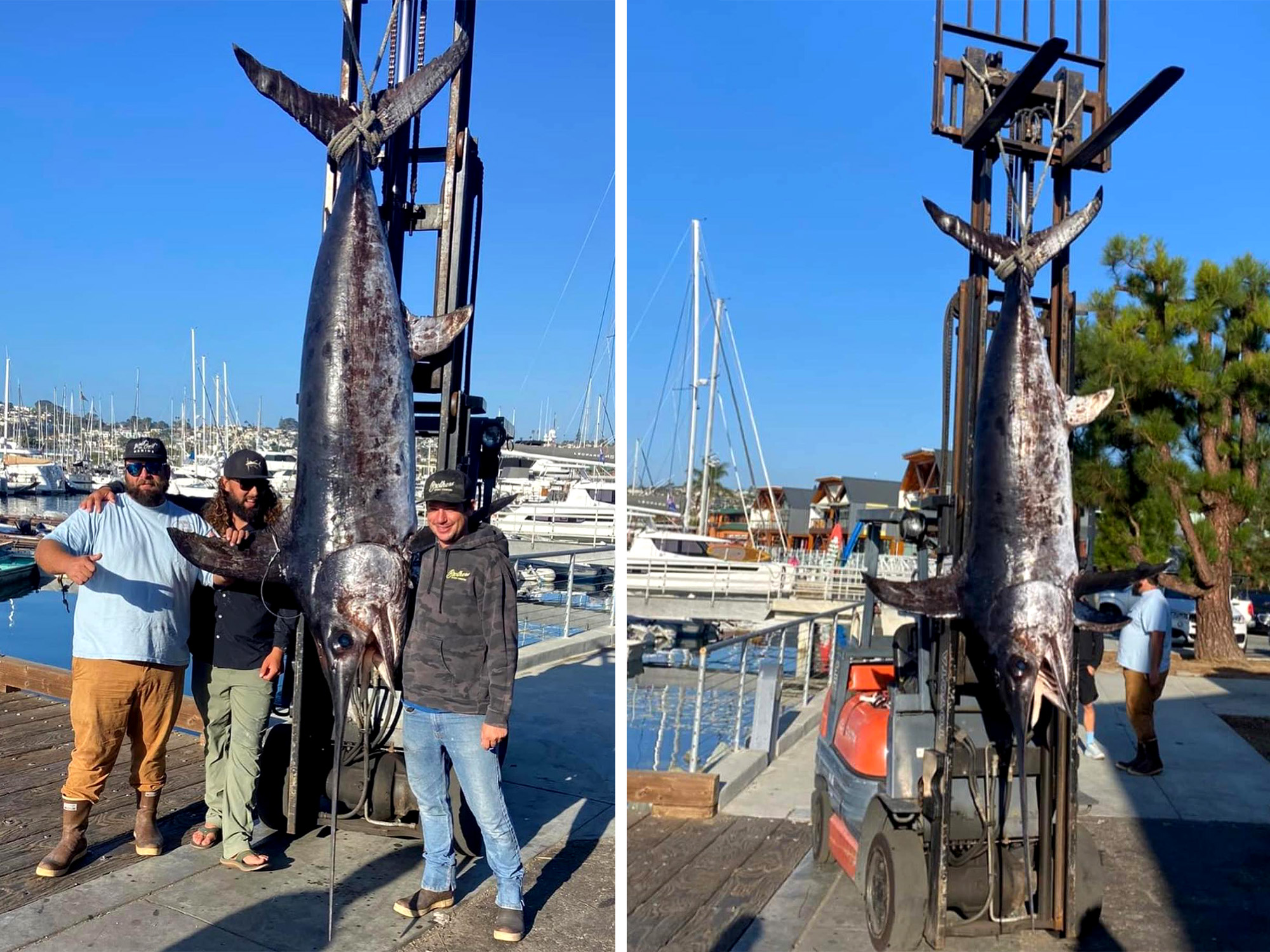 California Anglers Shatter State Record with 520-Pound Swordfish - FishRook
