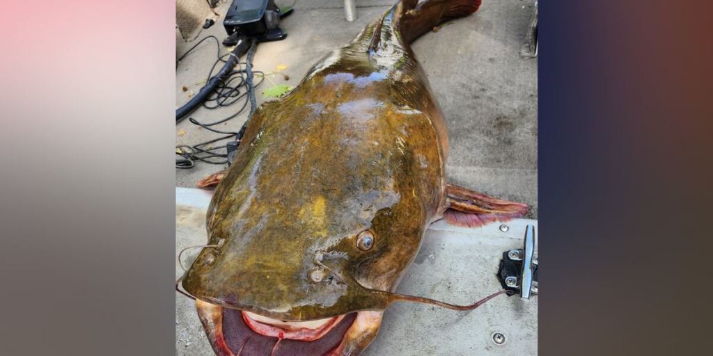 Angler sets new record by reeling in massive 66-pound catfish - FishRook