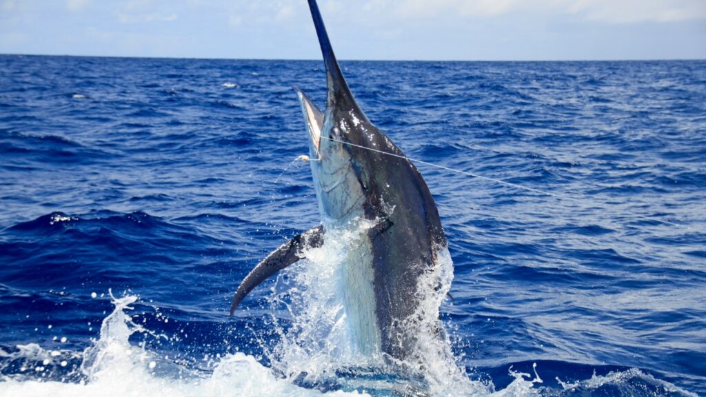 Cook Islands Man Catches Record-Setting Grander Blue Marlin - FishRook
