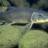 Blueback Herring Info, Habitat, Fishing Tips & More! - FishRook